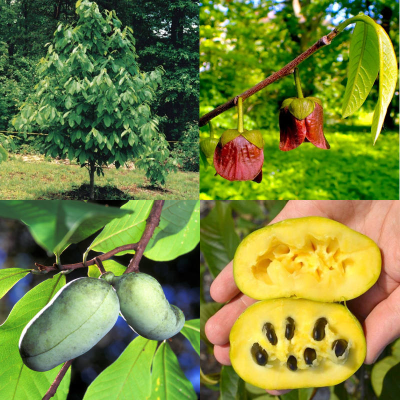 Asimina triloba - Indián banán, Különleges gyümölcsök